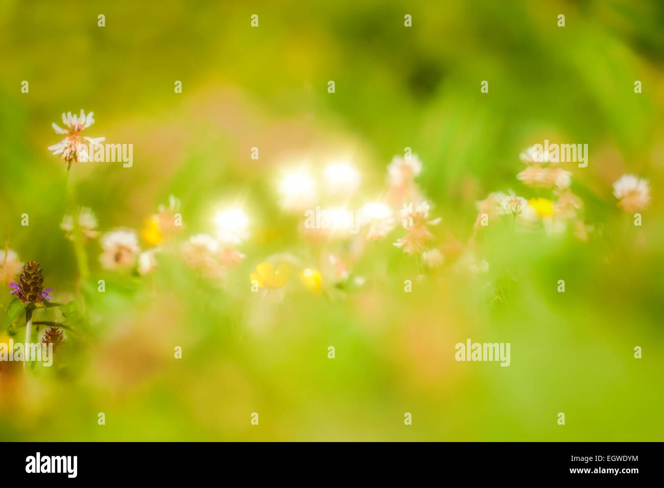 Toned cherry flowers hi-res stock photography and images - Alamy