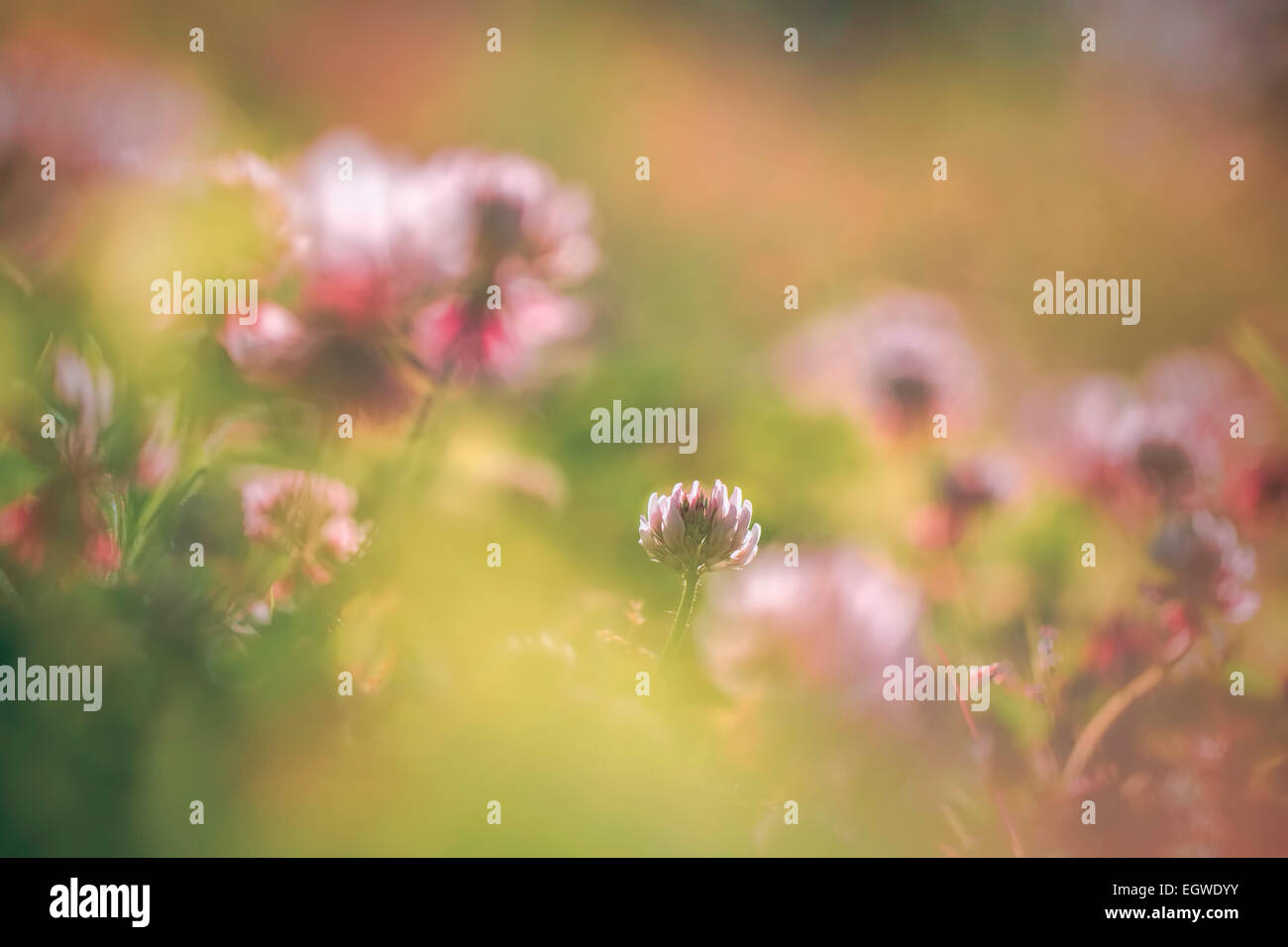 Grass light hi-res stock photography and images - Alamy