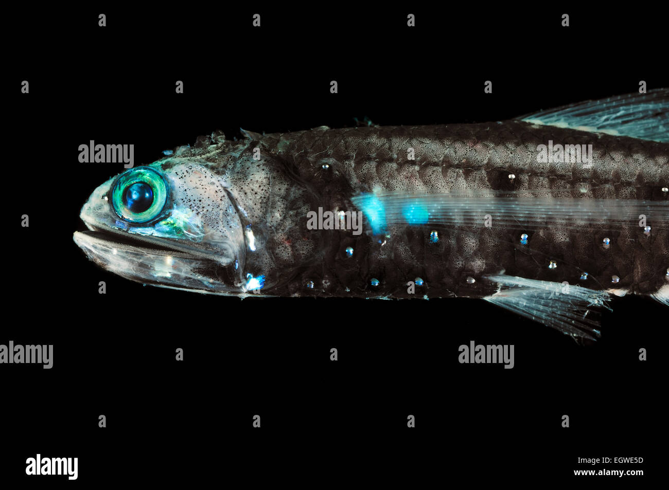 Abyssal Depths High Resolution Stock Photography and Images - Alamy
