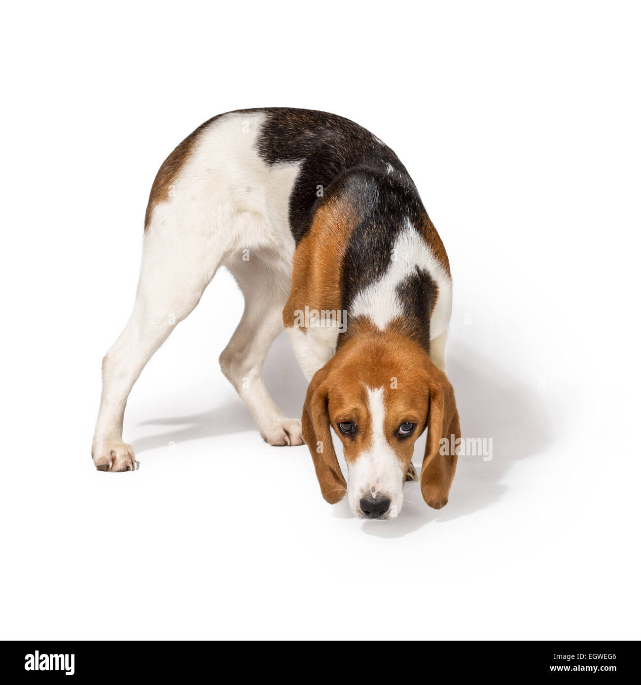 Beagle Cut Out Stock Images & Pictures - Alamy