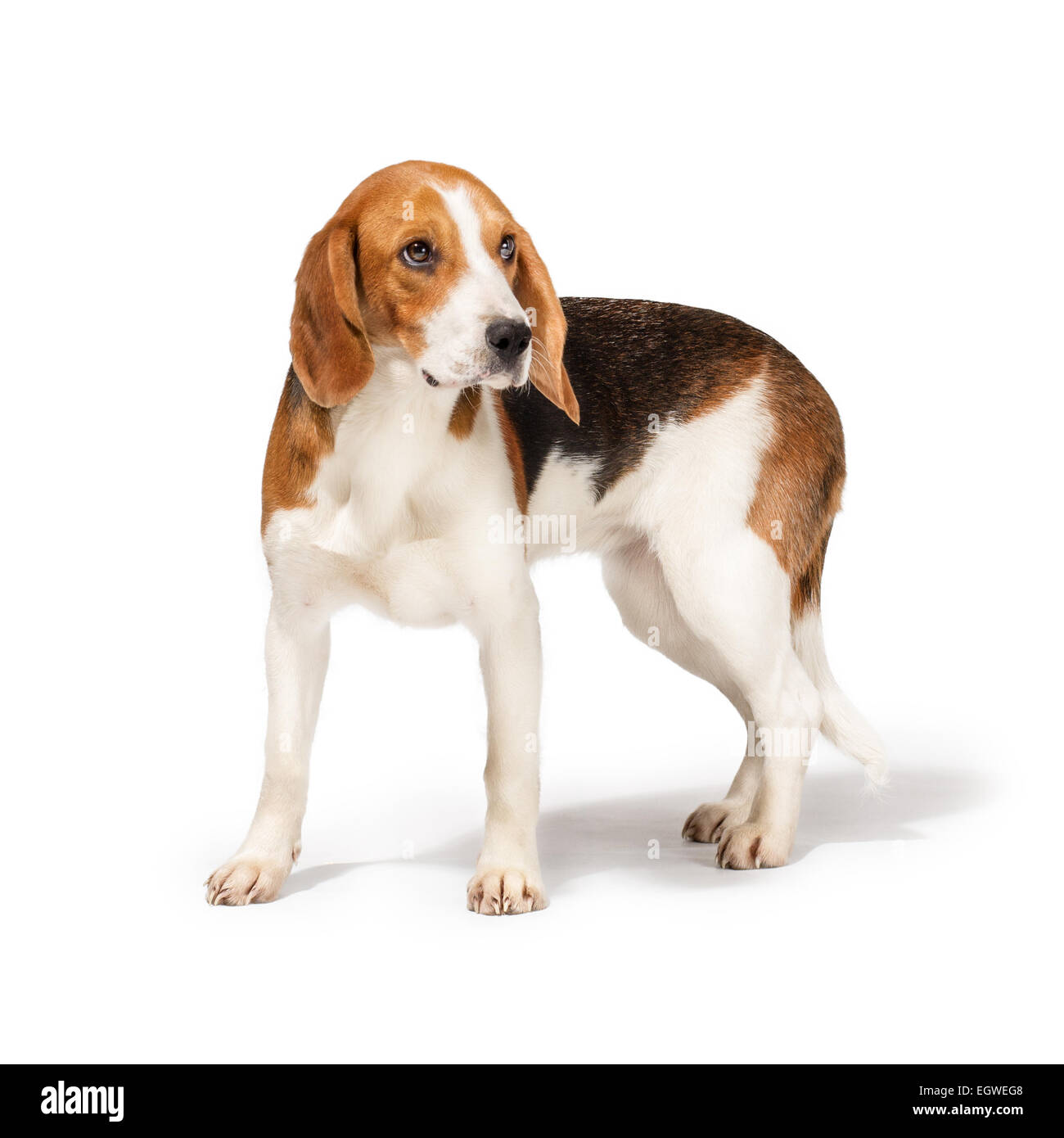 Beagle Cut Out Stock Images & Pictures - Alamy