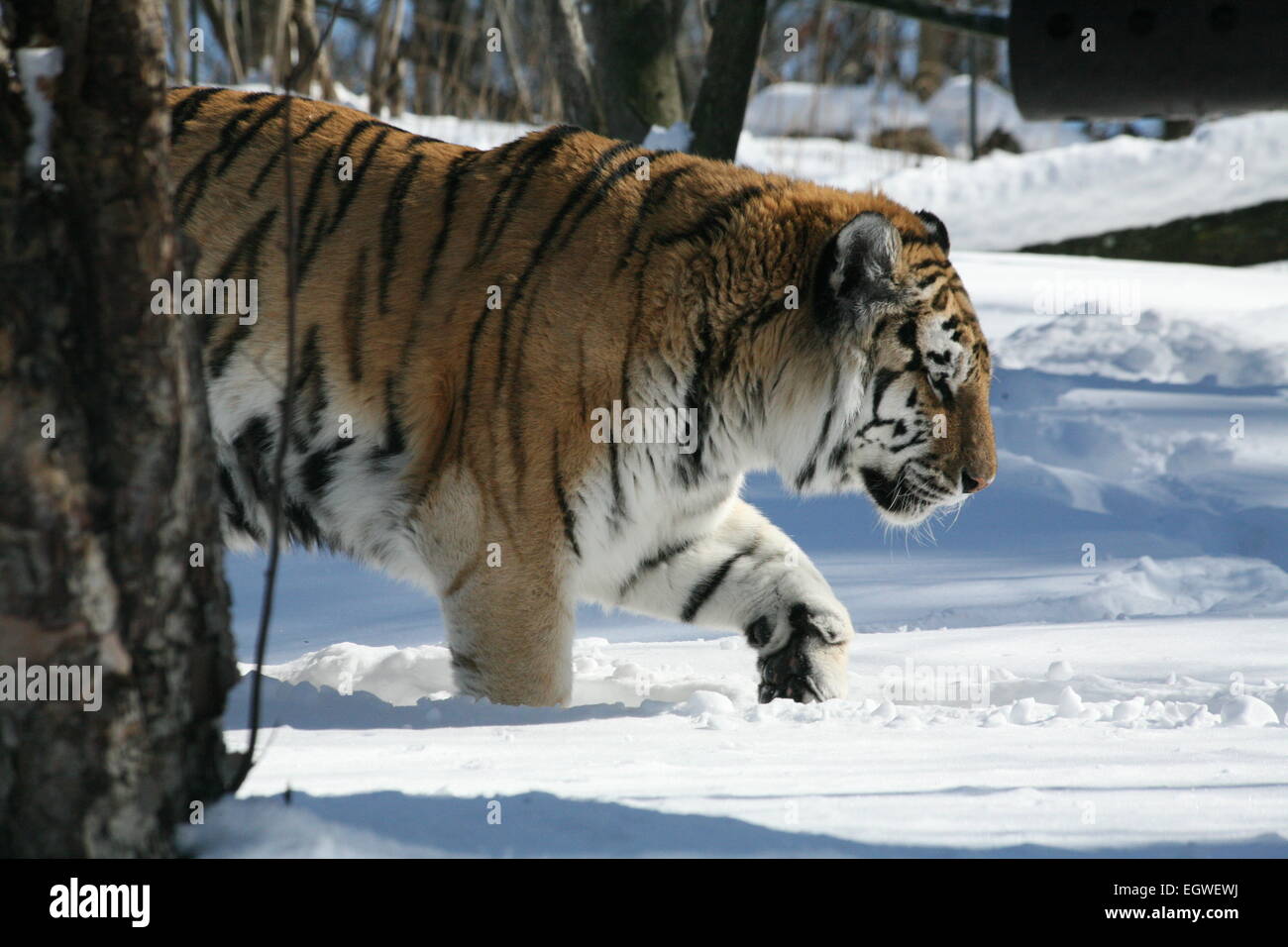 Tiger Hunting Prey High Resolution Stock Photography and Images - Alamy