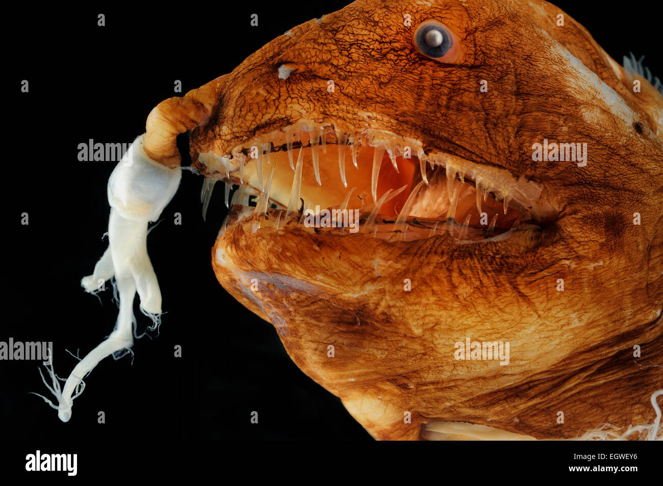 Deep Sea Anglerfish Stock Photos & Deep Sea Anglerfish Stock Images - Alamy