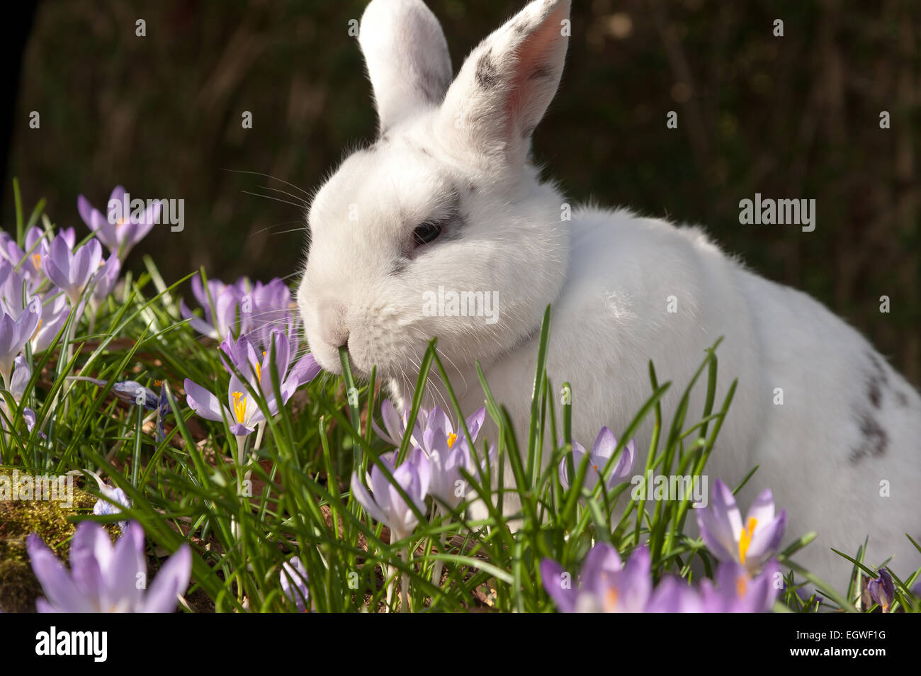 A tame pet white rabbit explores mass of lilac purple flowers in a ...