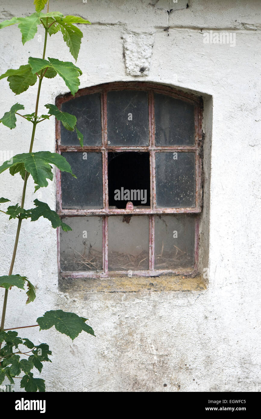 Old stable window with broken glass and a plant against the white wall ...