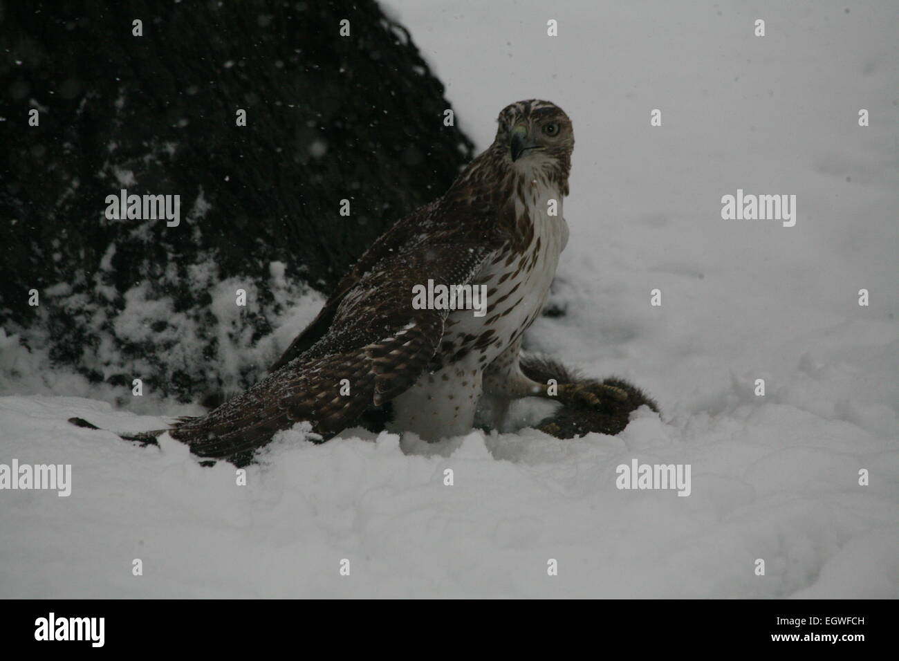 Red Tailed hawk After catching prey in the snow Central Park New York ...