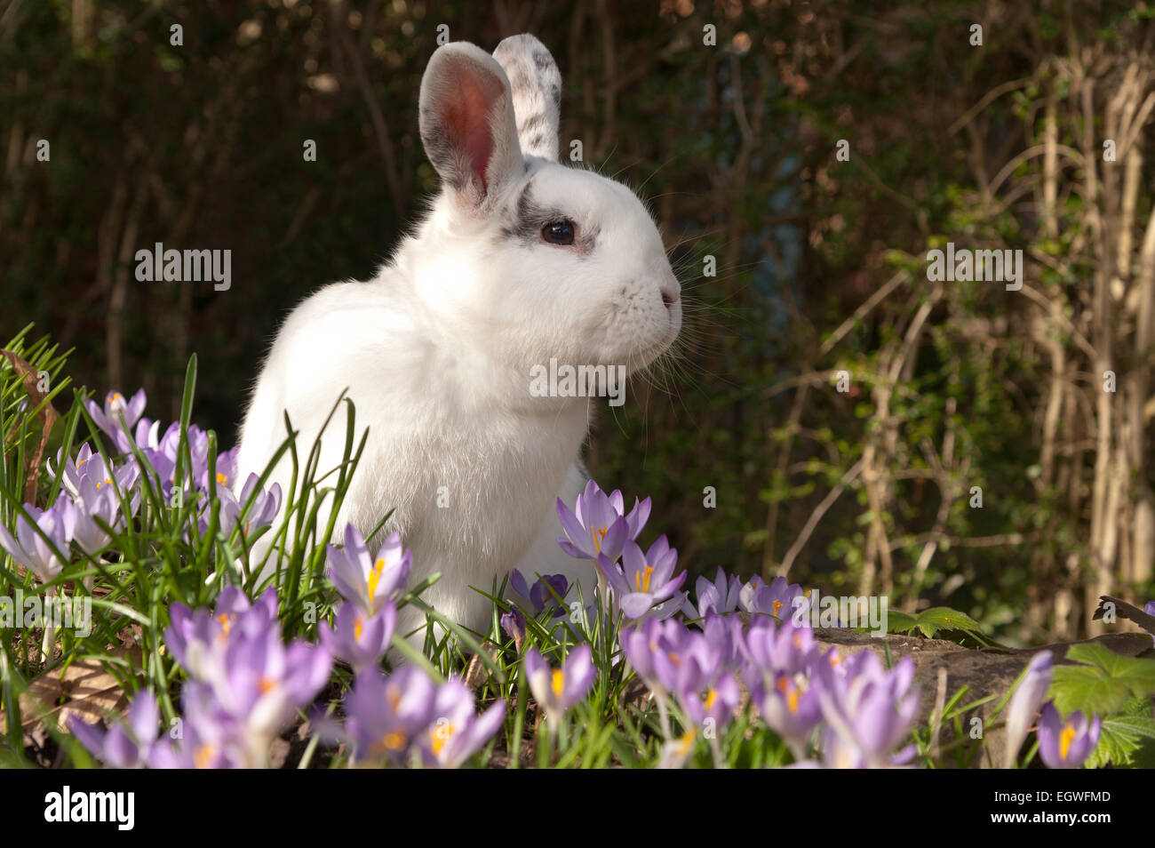 A tame pet white rabbit explores mass of lilac purple flowers in a ...