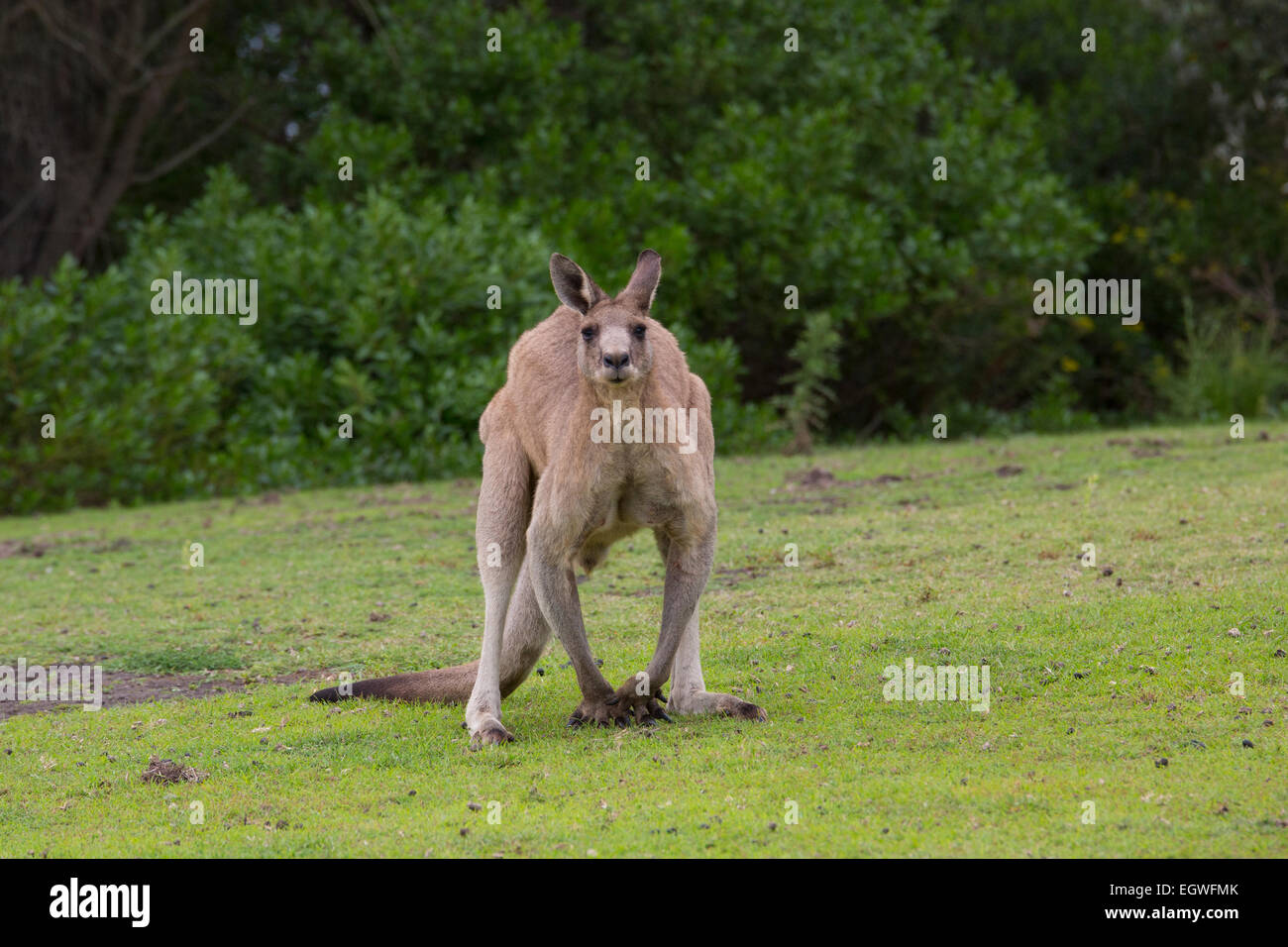 Male kangaroo hi-res stock photography and images - Alamy