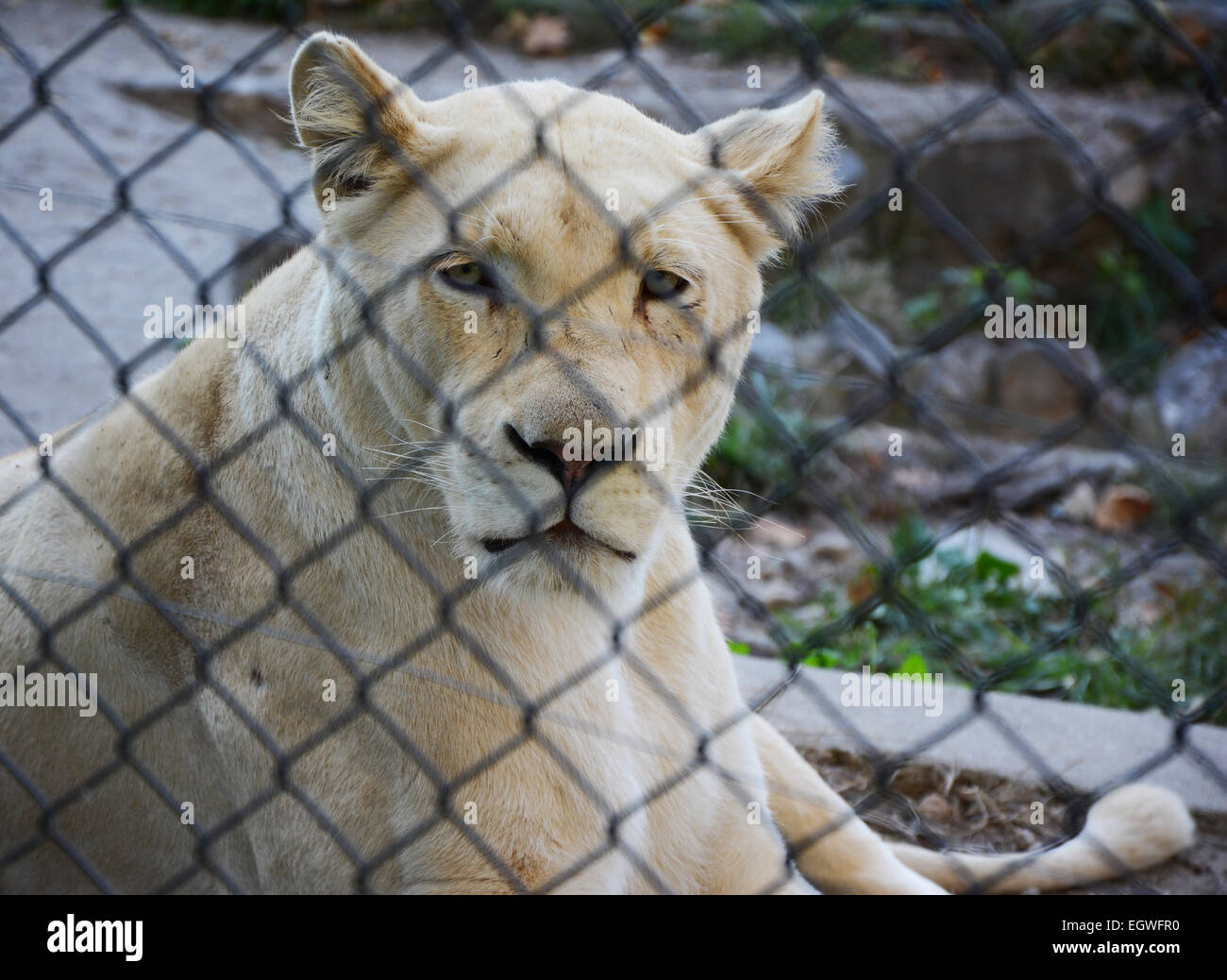 Tail Of Lioness High Resolution Stock Photography and Images - Alamy
