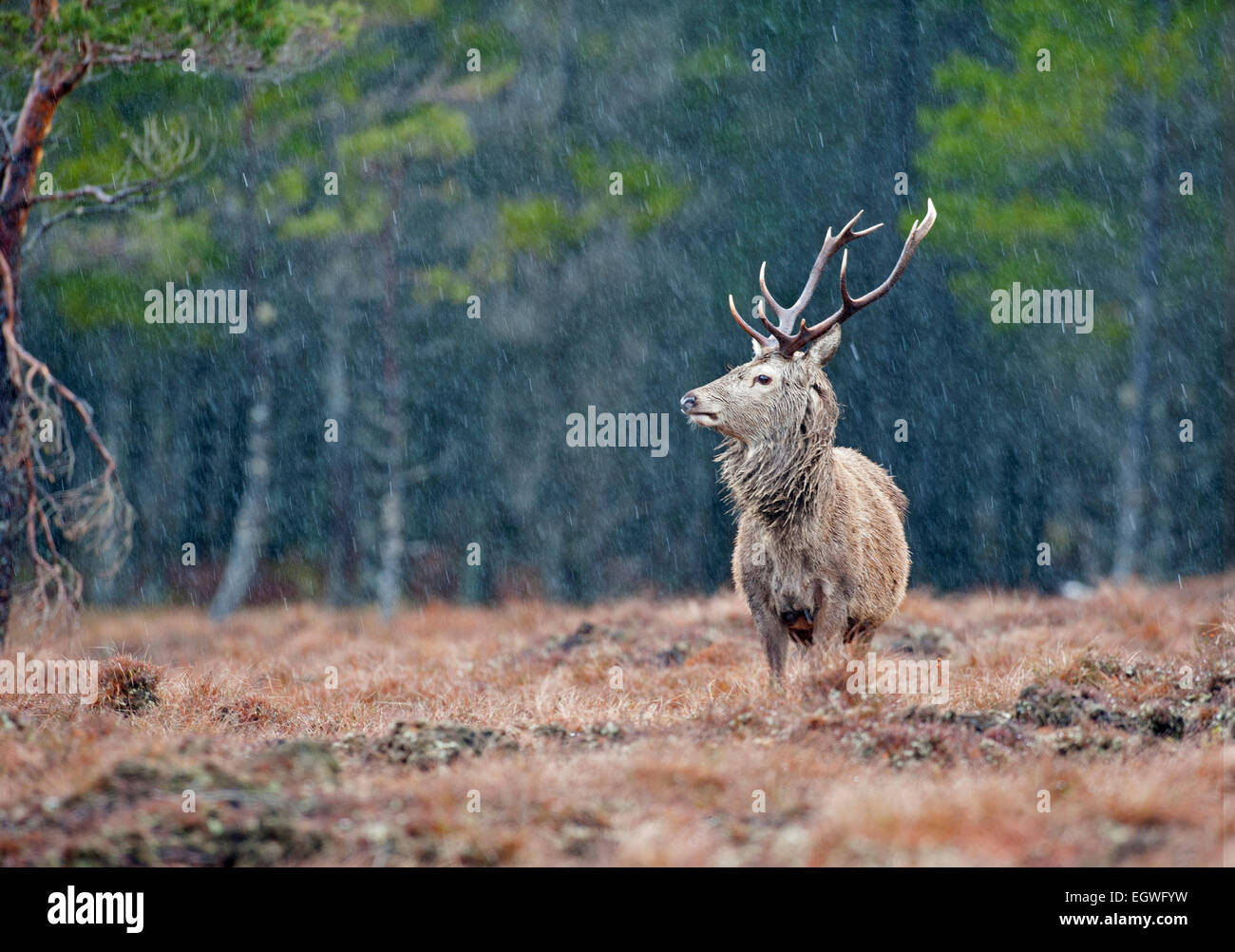 Red Deer Stags managed on a Scottish Highland estate as a source of ...