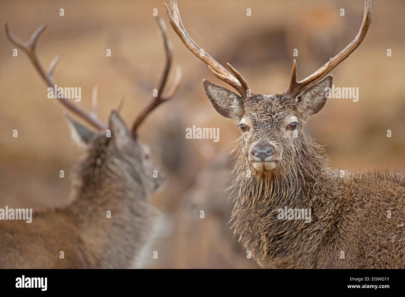 Scottish resident species hi-res stock photography and images - Alamy