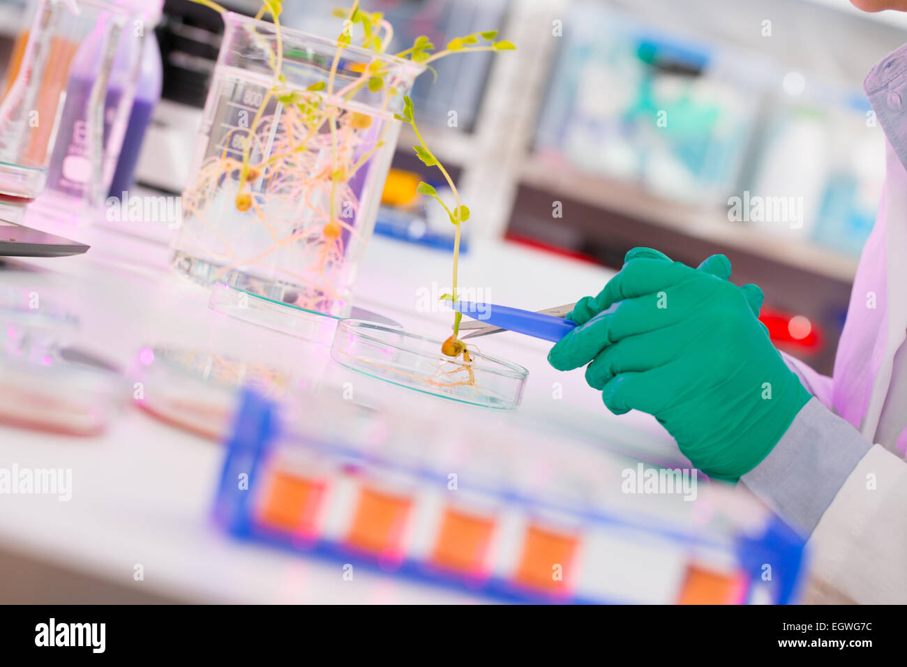woman study of genetic modified GMO plants in the laboratory Stock ...