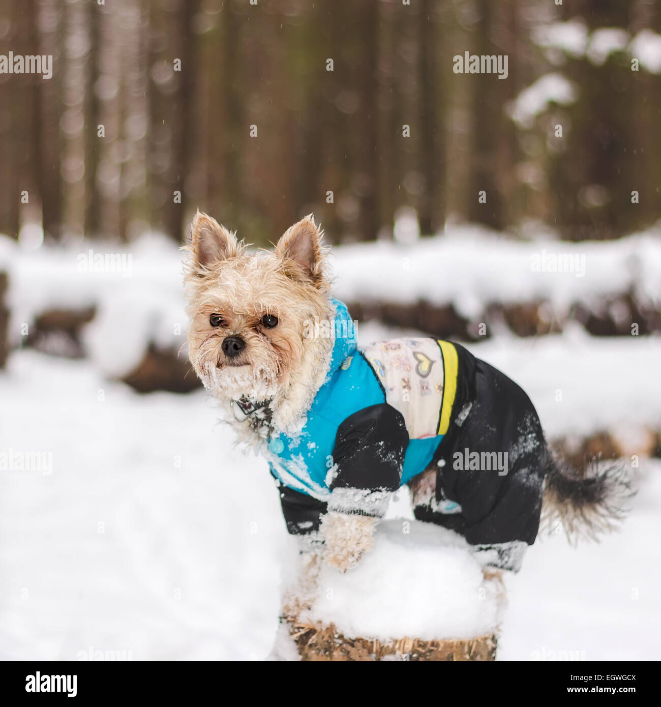 Yorkshire terrier dog side view hi-res stock photography and images - Alamy