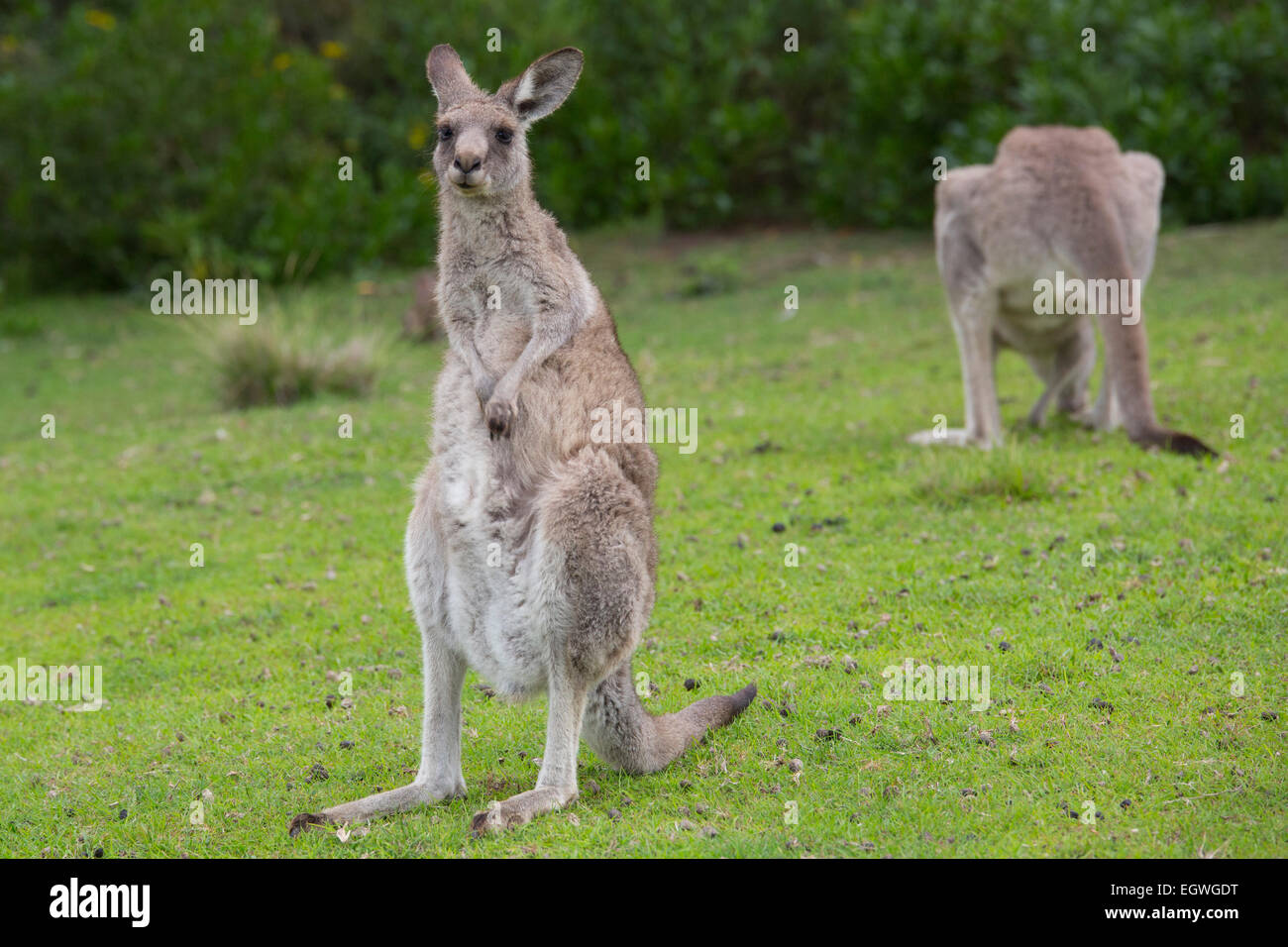 Australian wildlife female kangaroo hi-res stock photography and images ...
