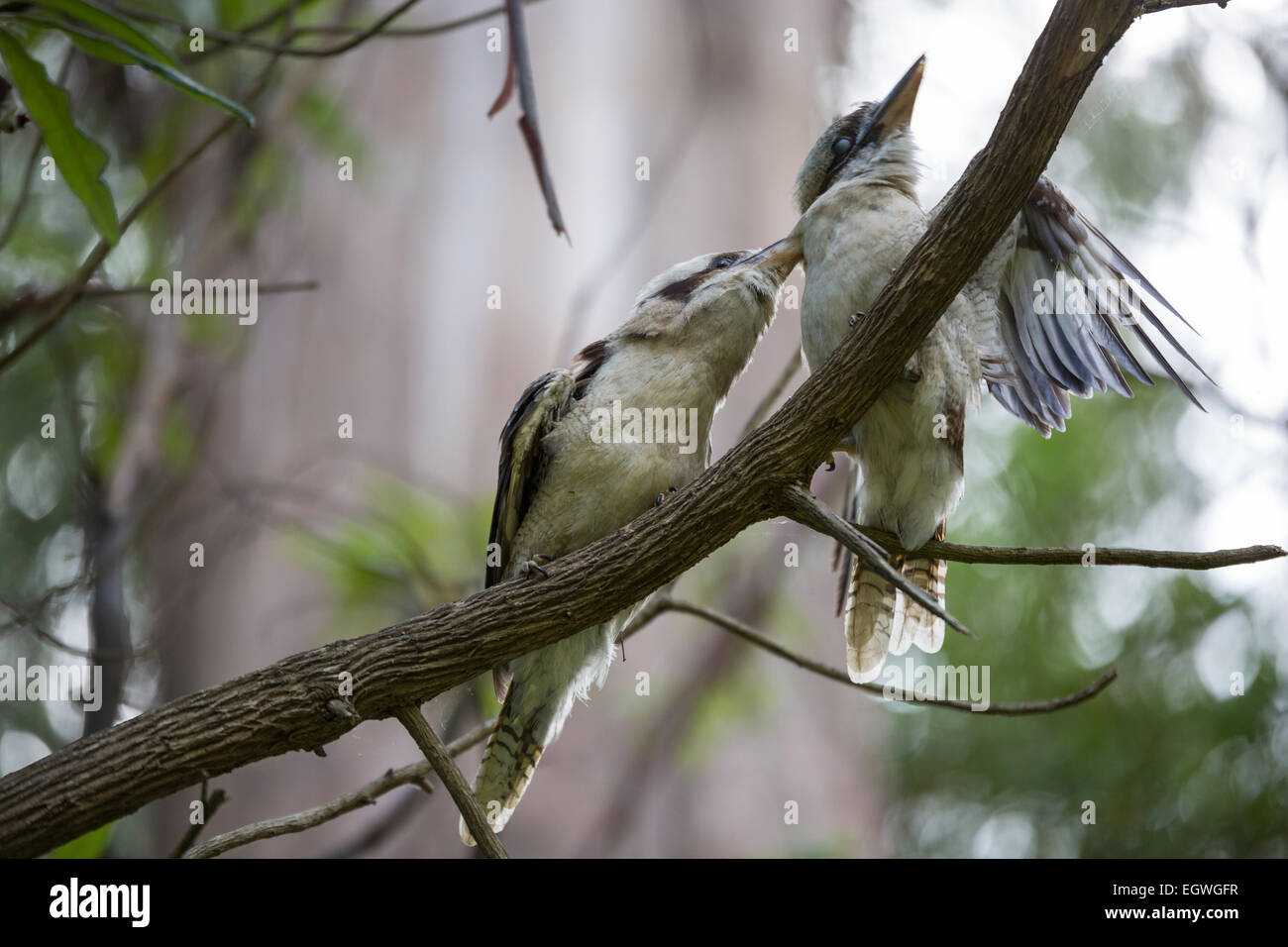 two kookaburras fighting on a tree branch Stock Photo - Alamy