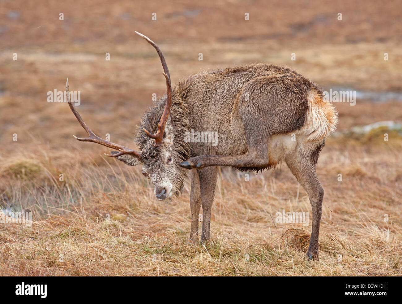 Red Stag Roaring Scotland High Resolution Stock Photography and Images ...