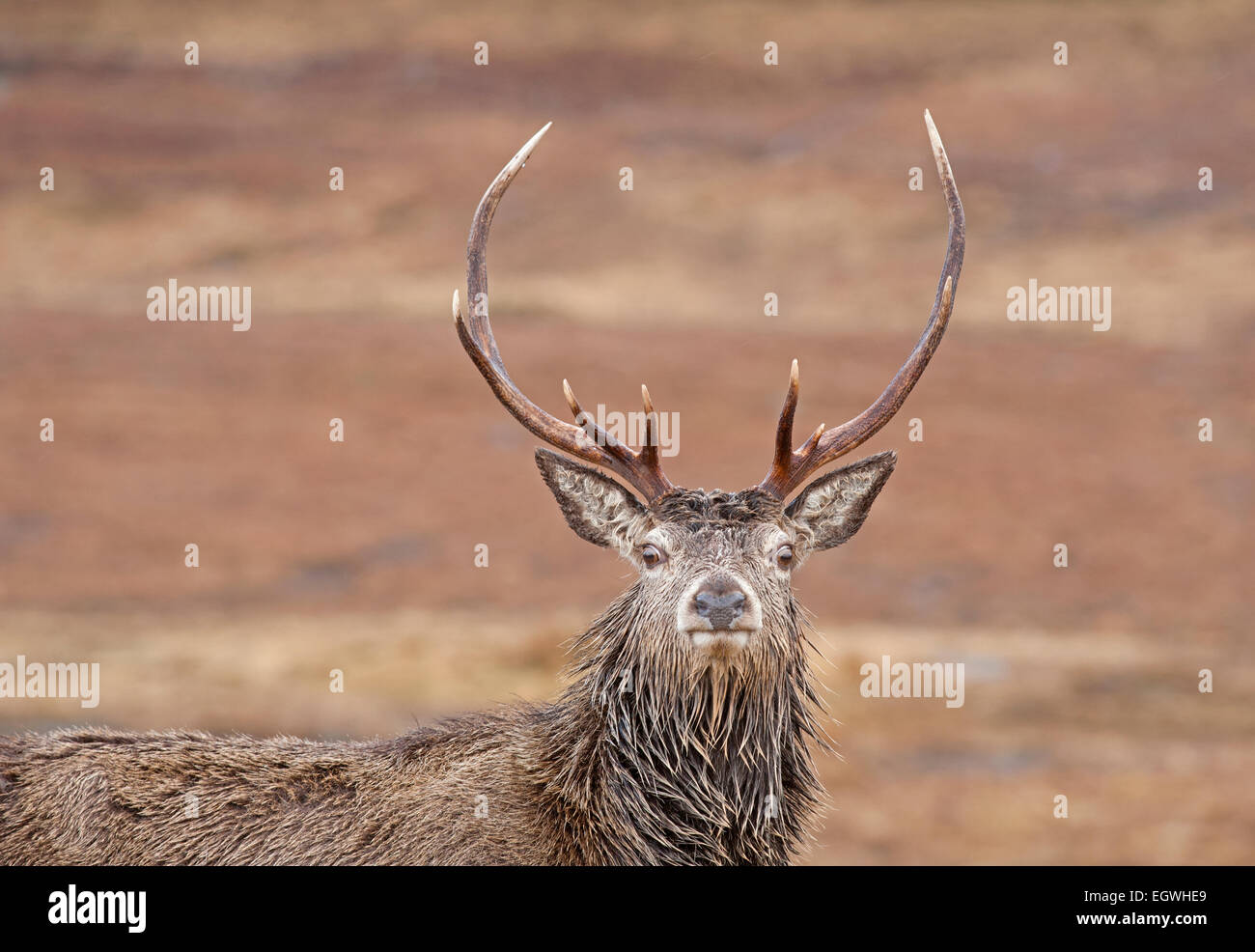 Scottish resident species hi-res stock photography and images - Alamy