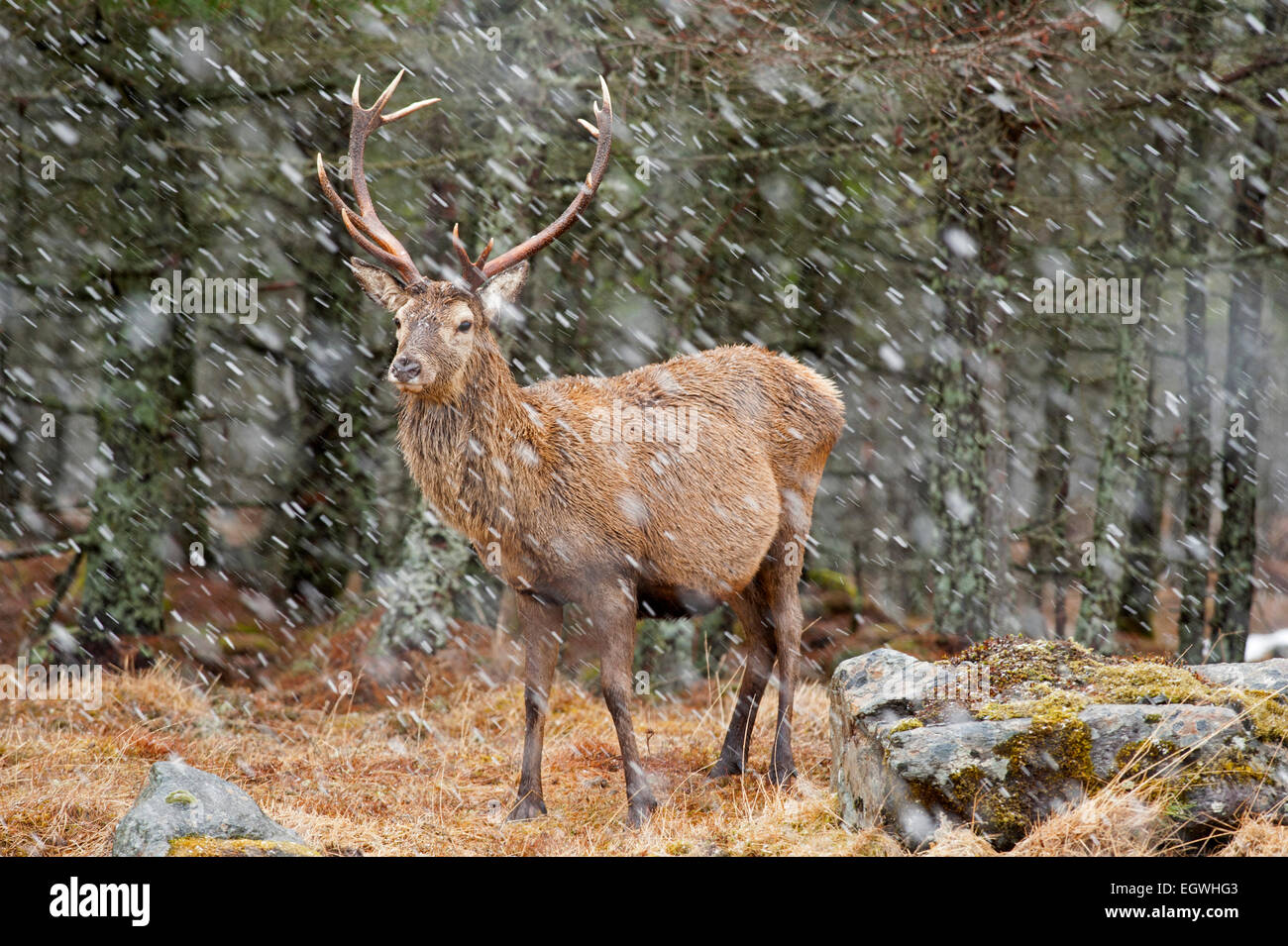Scottish resident species hi-res stock photography and images - Alamy