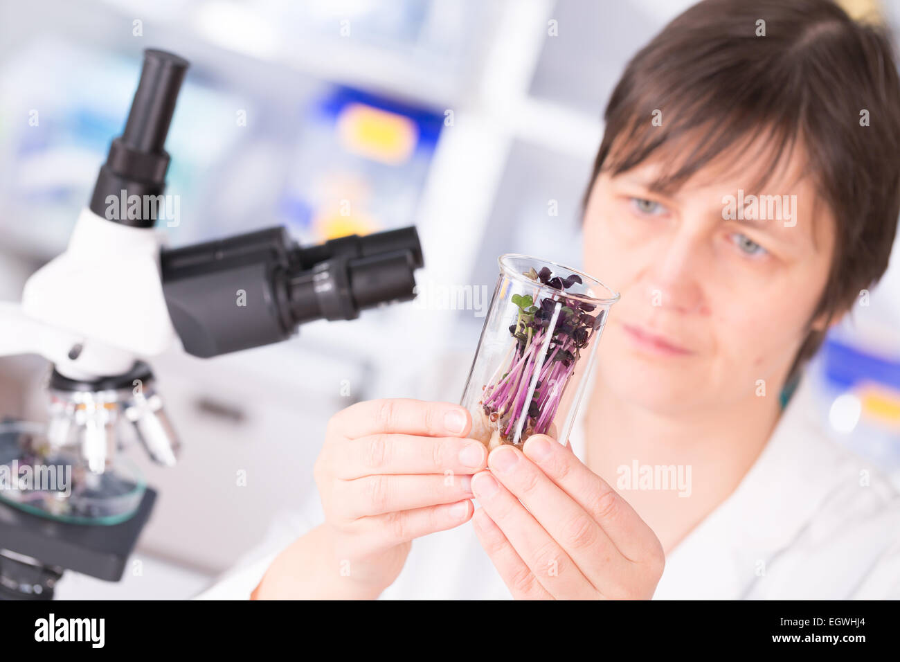 woman study of genetic modified GMO plants in the laboratory Stock ...