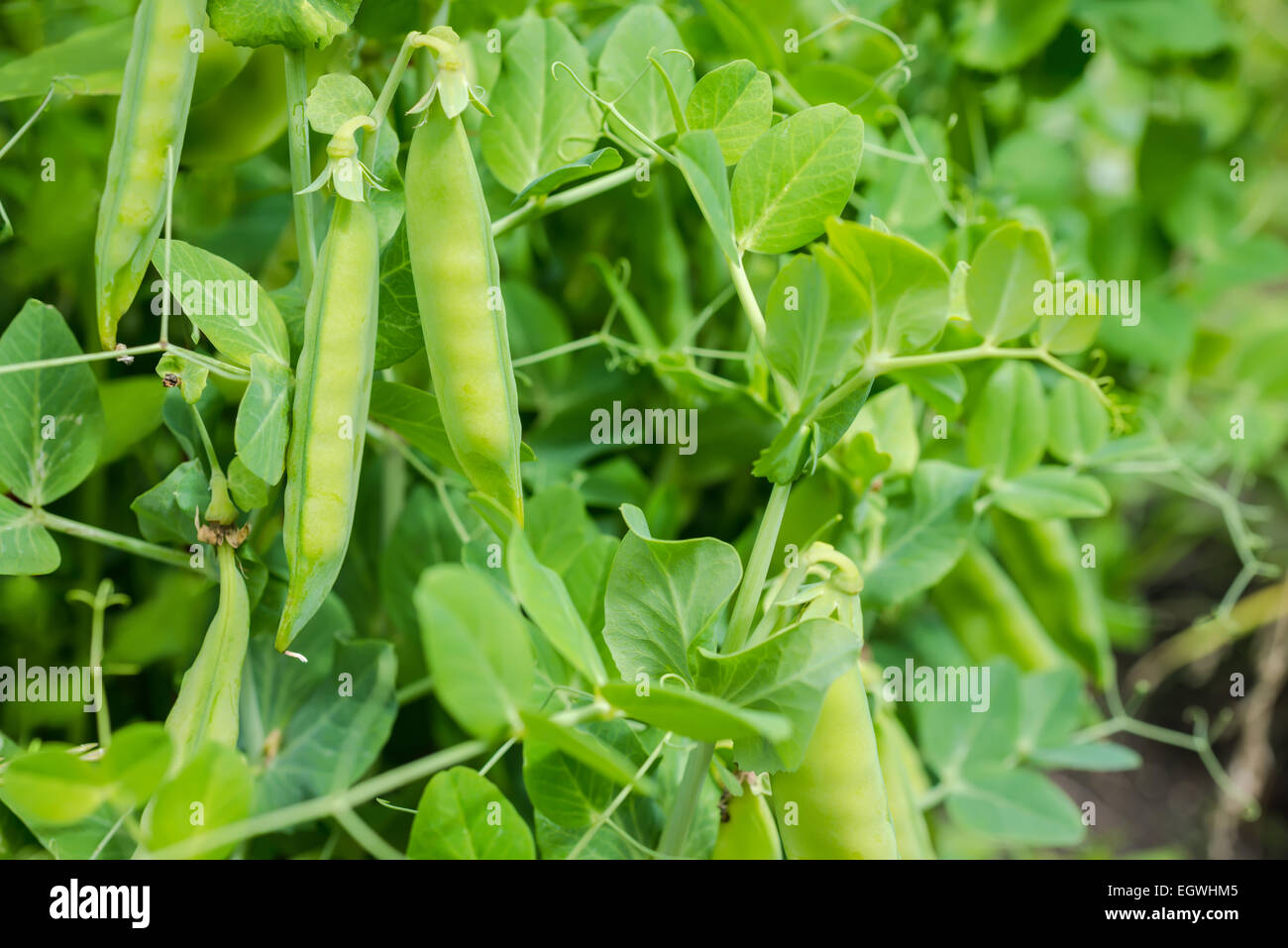 closeup of fresh ripe peas growing on the farm Stock Photo - Alamy