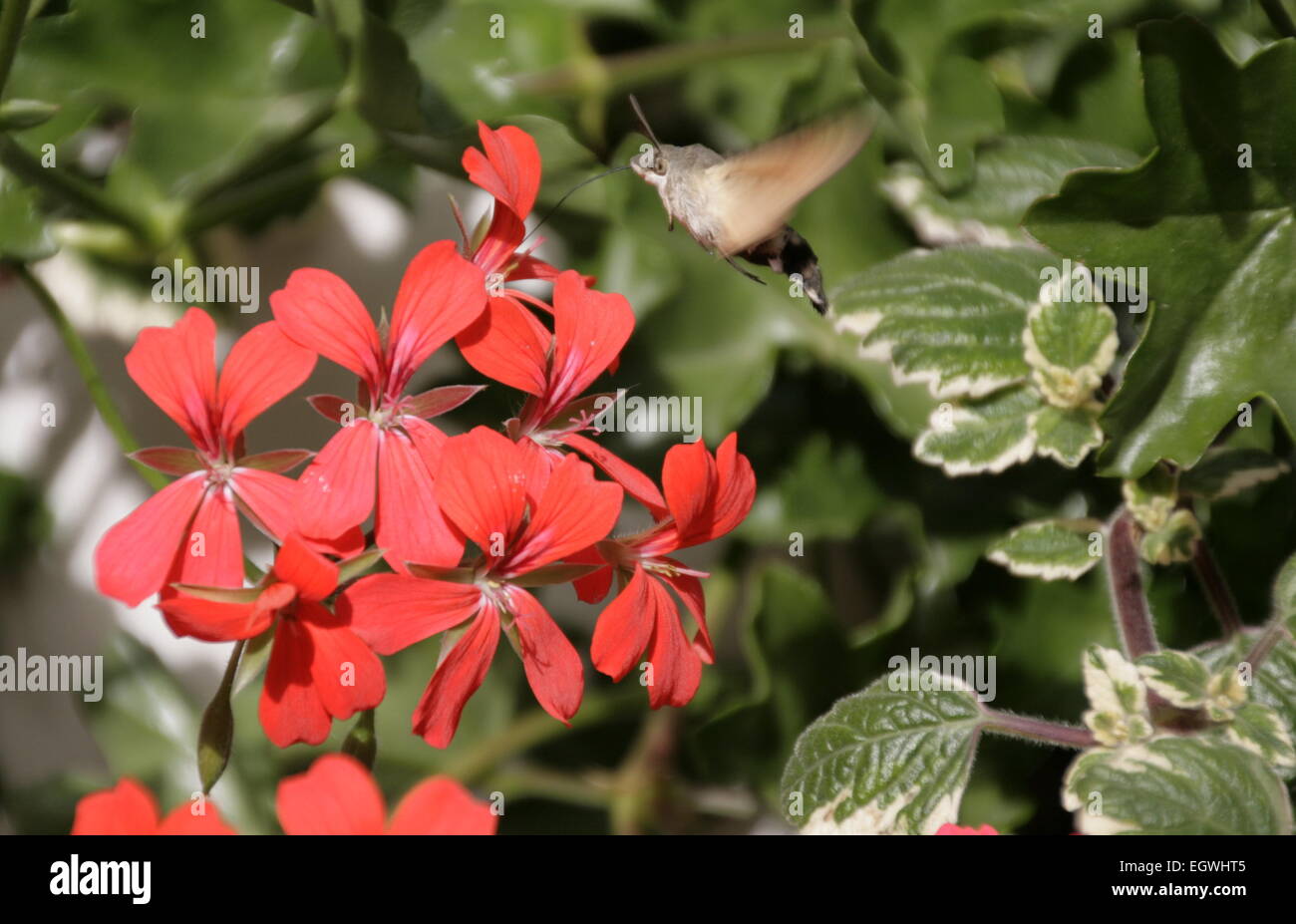 Geranium moth hi-res stock photography and images - Alamy