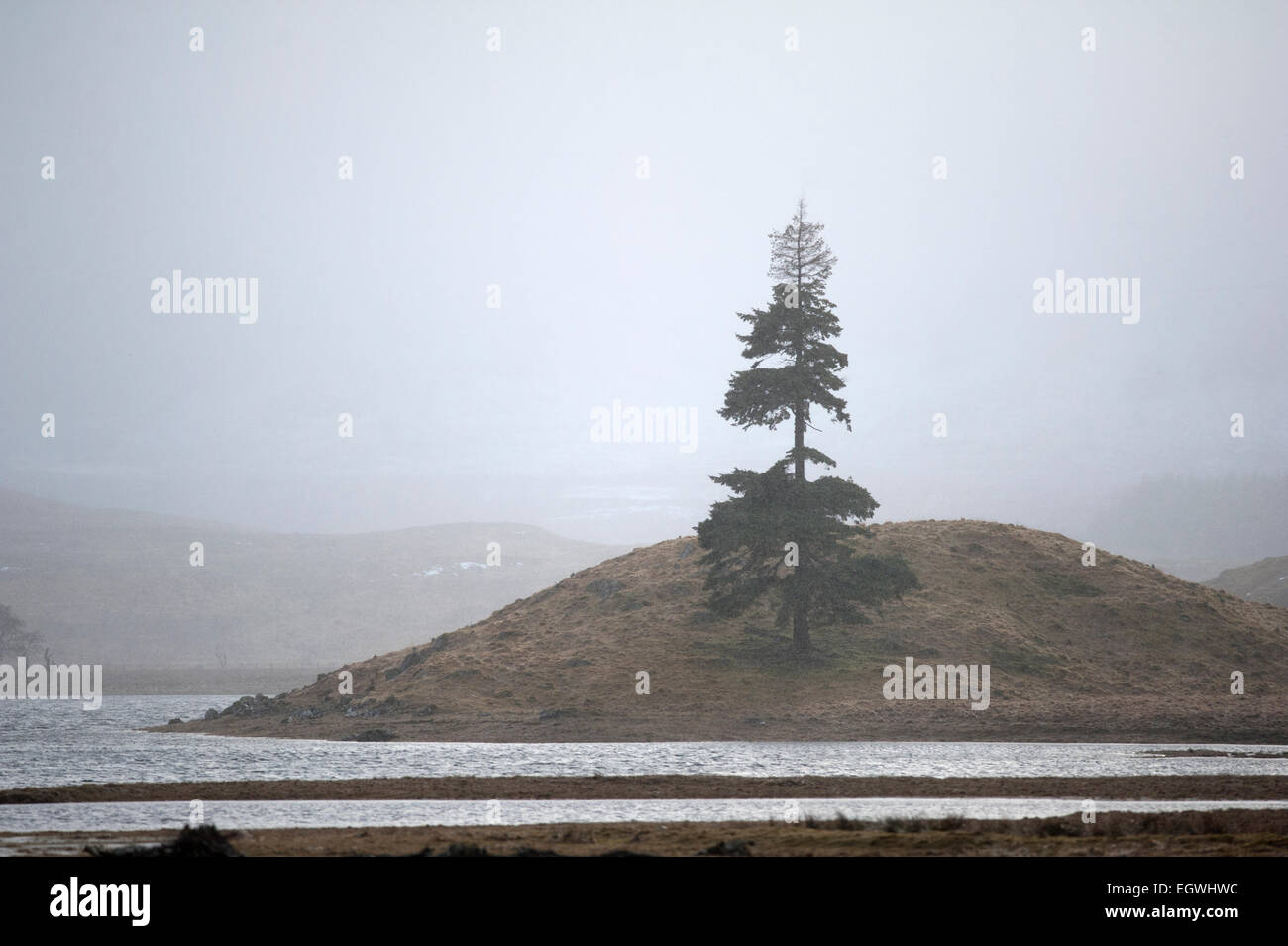 A solitary conifer tree survivor of many seasons winter storms in the ...