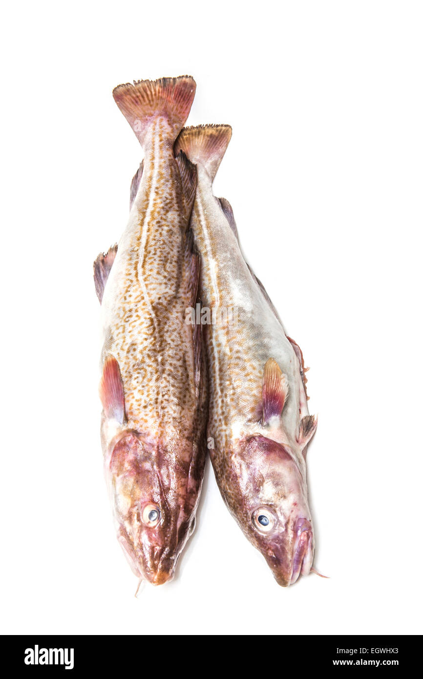 Whole raw atlantic cod (Gadus morhua) fish, Isolated on a white studio ...