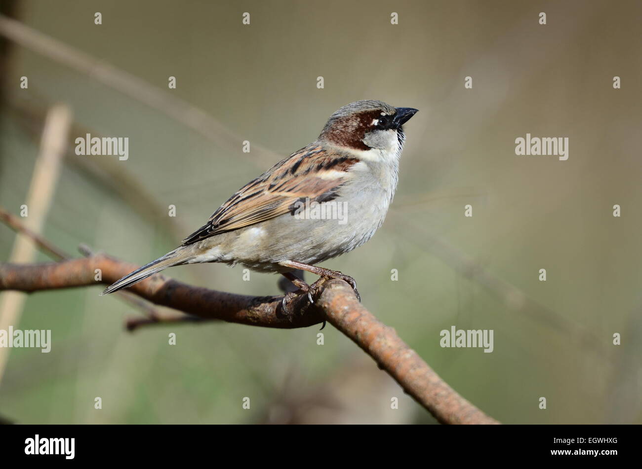 Sparrow hi-res stock photography and images - Alamy