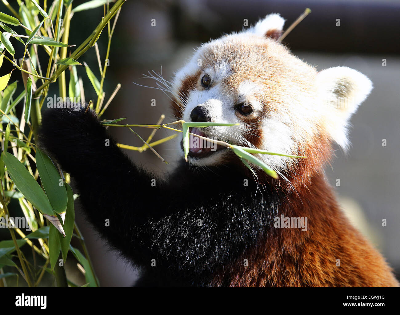 Eats shoots and leaves hi-res stock photography and images - Alamy