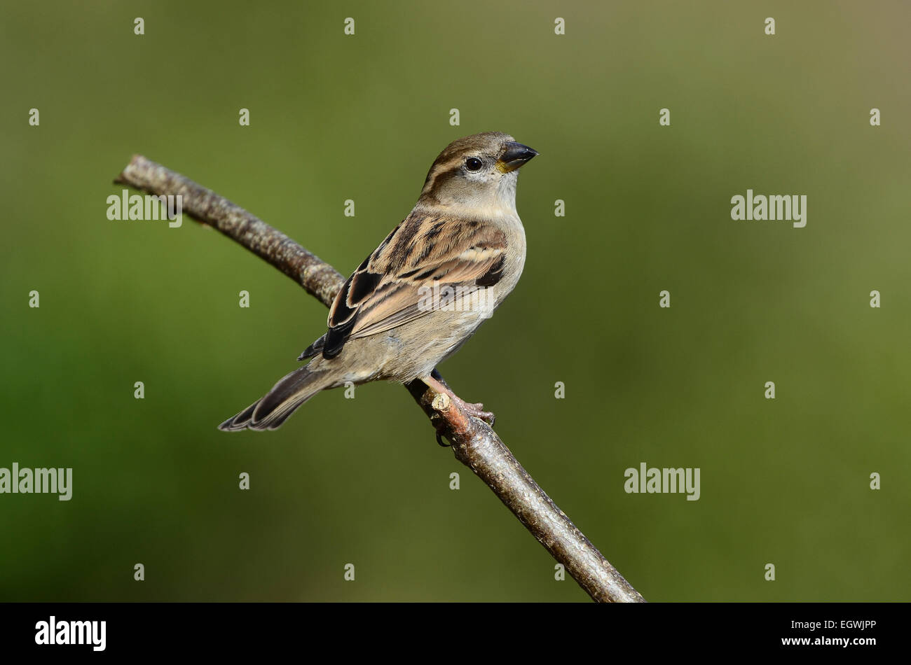 Female sparrow uk hi-res stock photography and images - Alamy