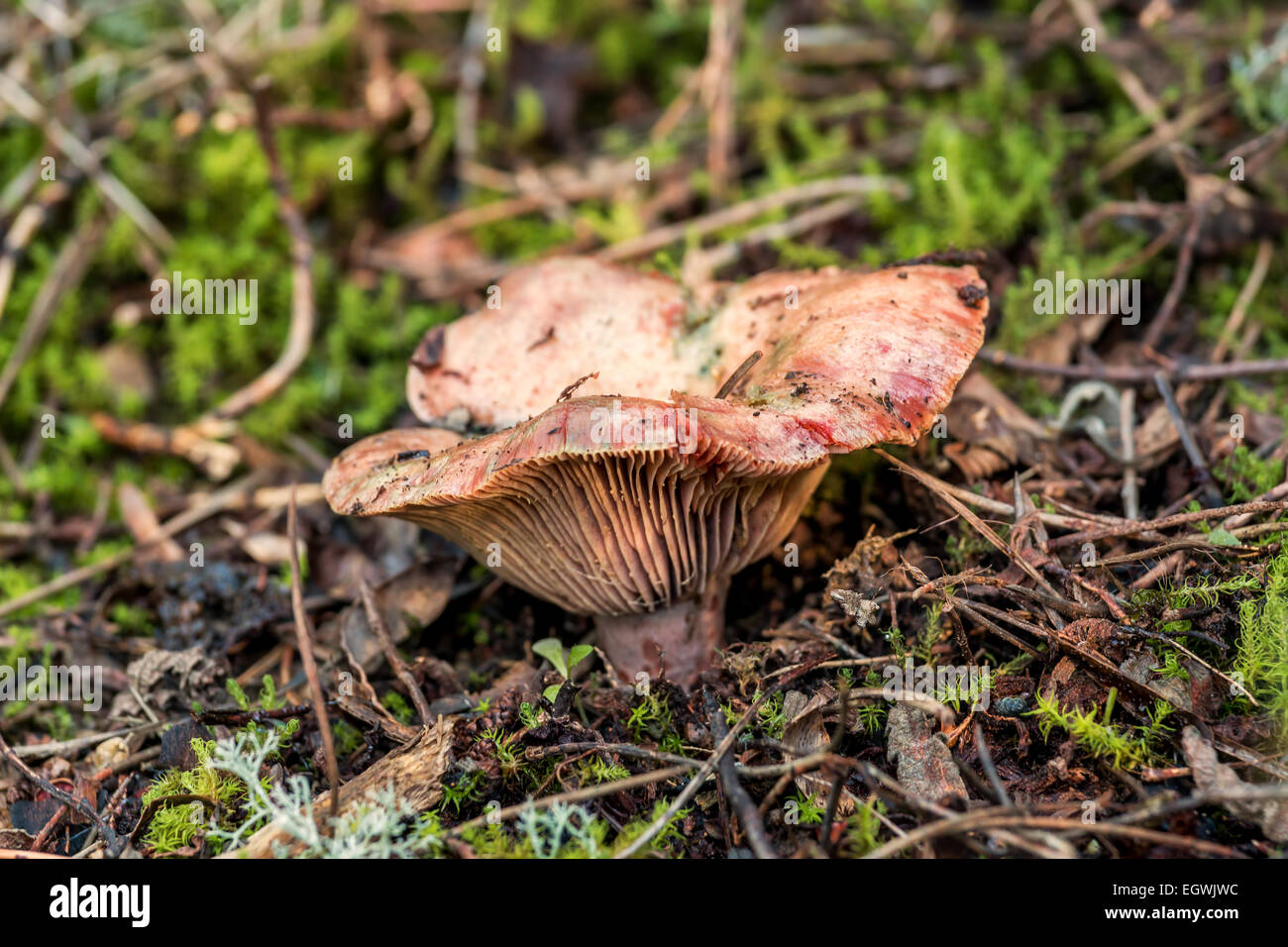 Saffron milk cap in the forest (Lactarius deliciosus Stock Photo - Alamy
