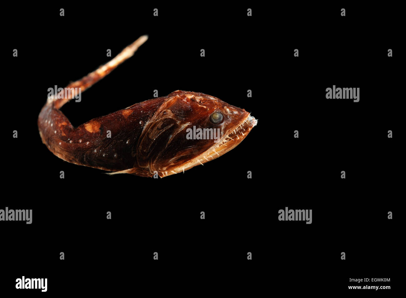 (Gonostoma bathyphilum) Borstenmaulfisch, 700-800m Tiefe Stock Photo ...