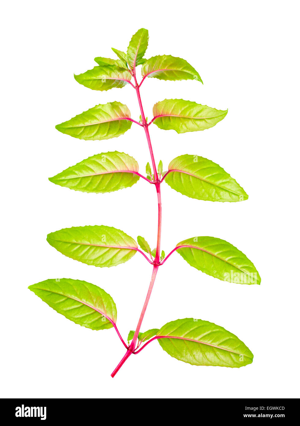 green branch of fuchsia with long leaves back turned to camera is ...