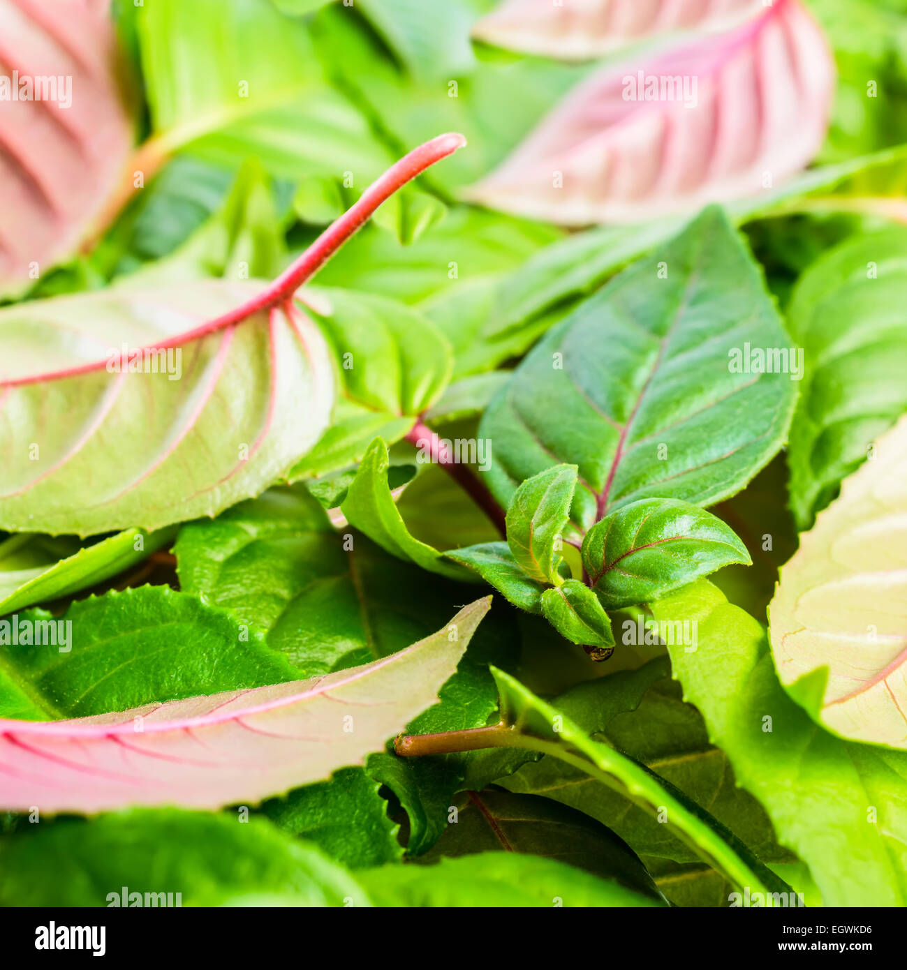 background of green and red leaves fuchsia, closeup Stock Photo - Alamy
