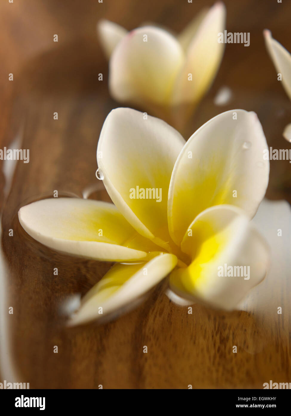 frangipani floating on the water Stock Photo - Alamy