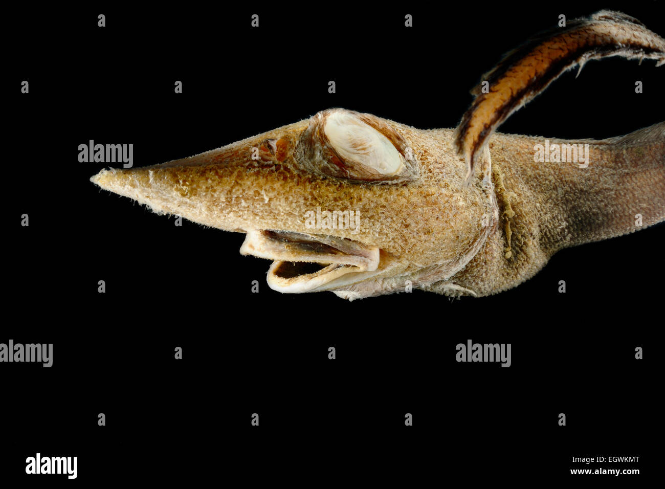 Abyssal fishes hi-res stock photography and images - Alamy