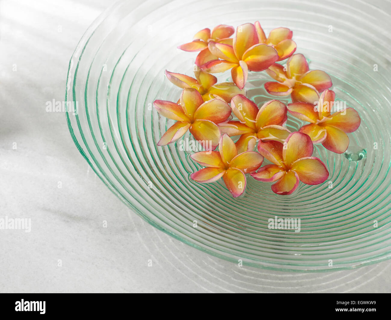 Plumeria flower floating on water Stock Photo - Alamy