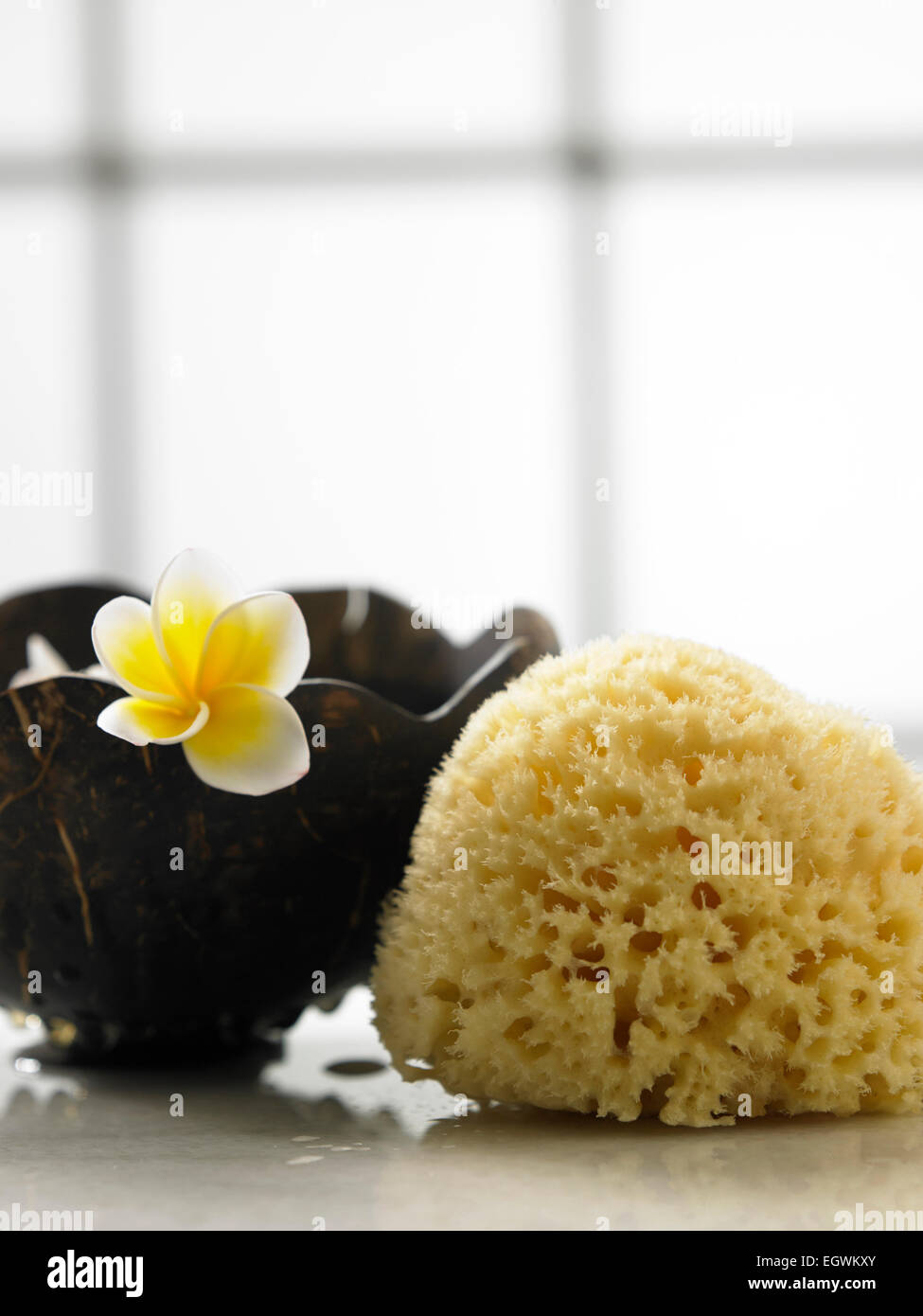 natural sponge and bowl of the flower Stock Photo - Alamy