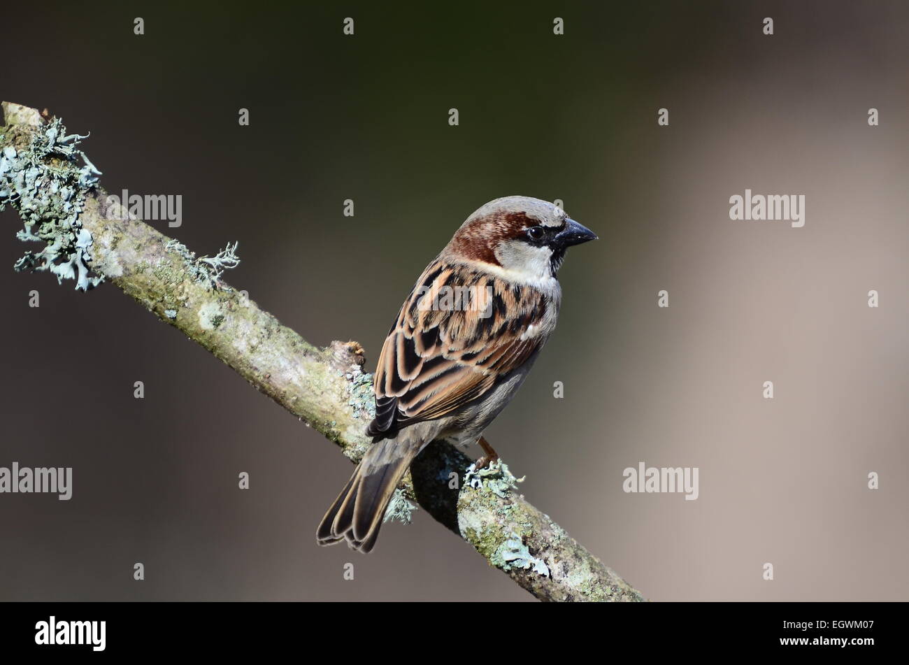 Closeup image house sparrow hi-res stock photography and images - Alamy