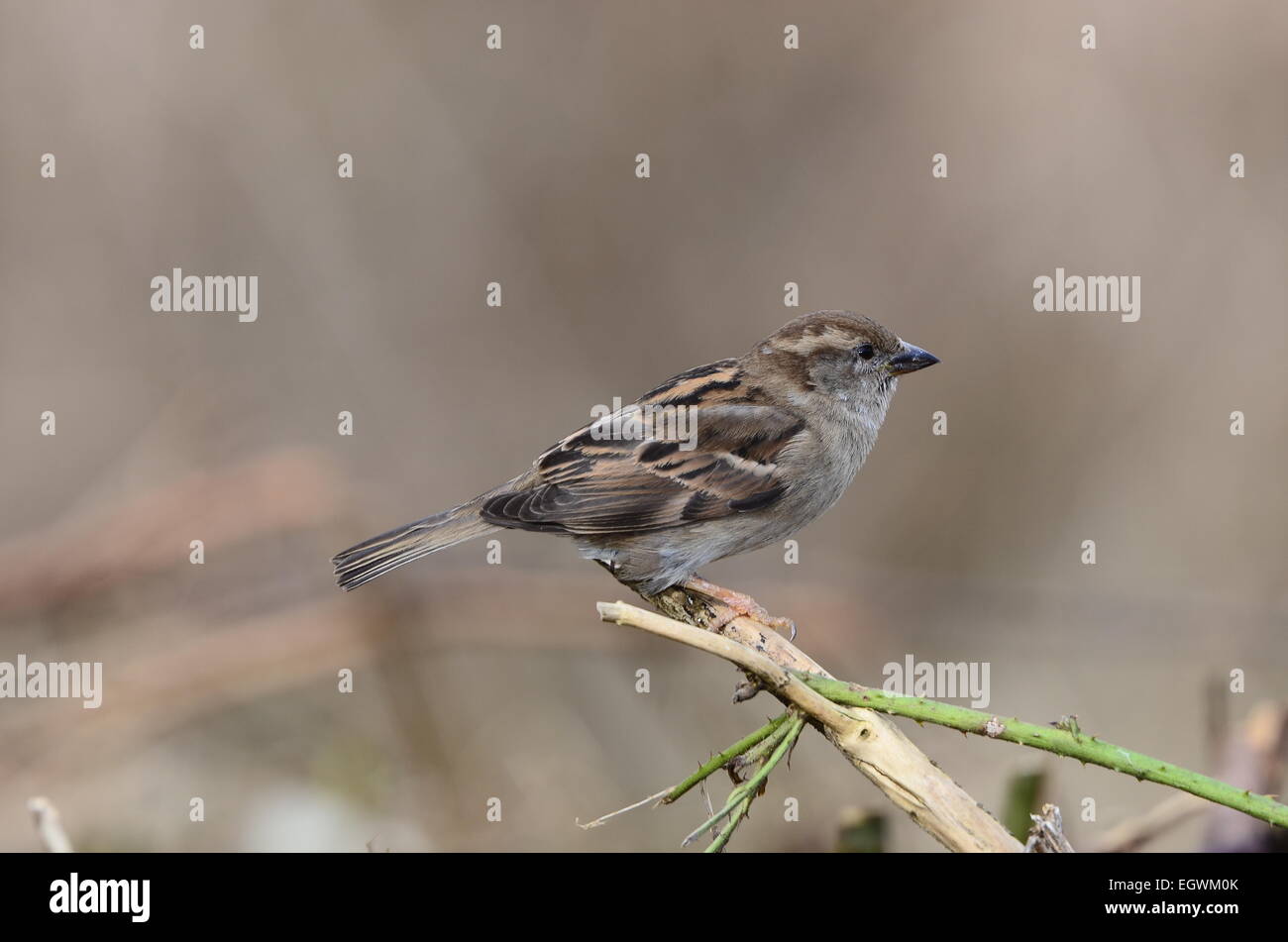 Sparrow house hi-res stock photography and images - Alamy