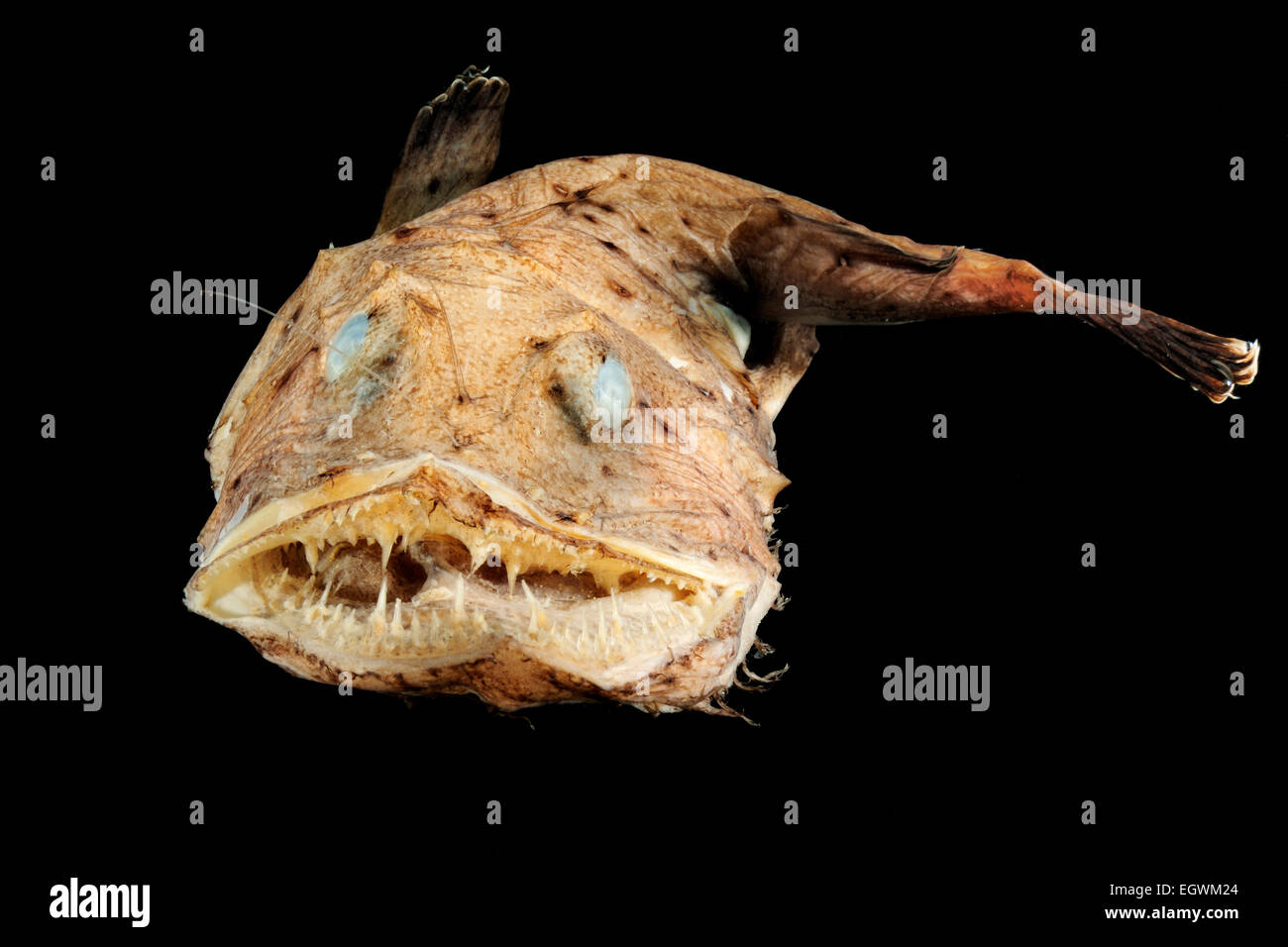 Anglerfish deep sea hi-res stock photography and images - Alamy