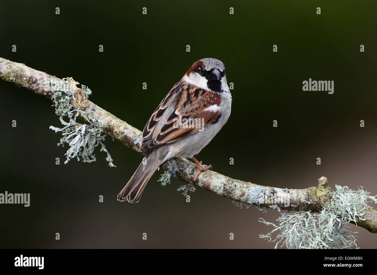 Image of sparrow hi-res stock photography and images - Alamy