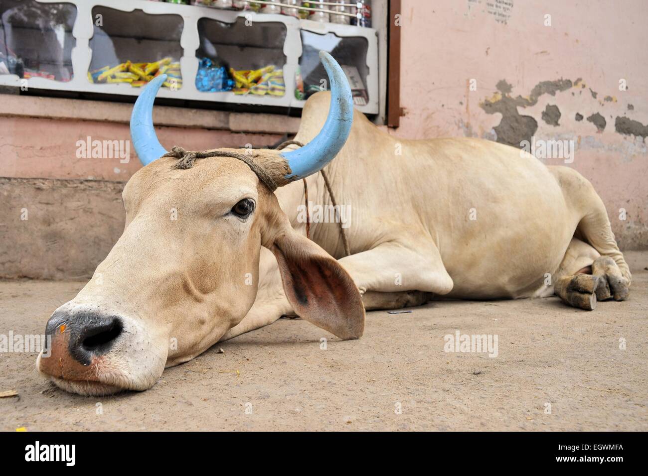 Decorated cattle in Pushkar, India Stock Photo - Alamy