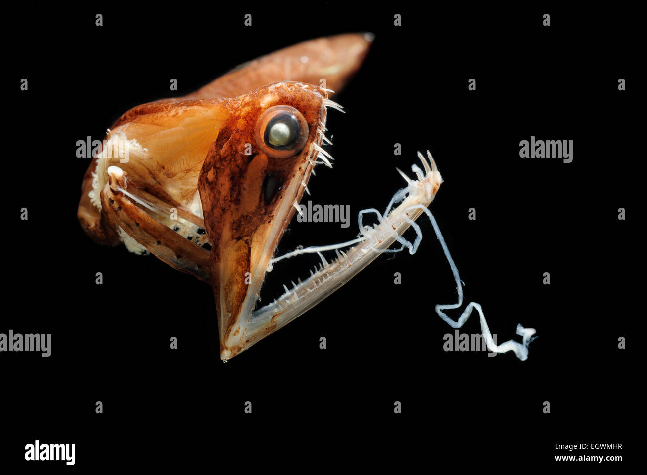 Dragonfish Deep Sea Stock Photos & Dragonfish Deep Sea Stock Images - Alamy
