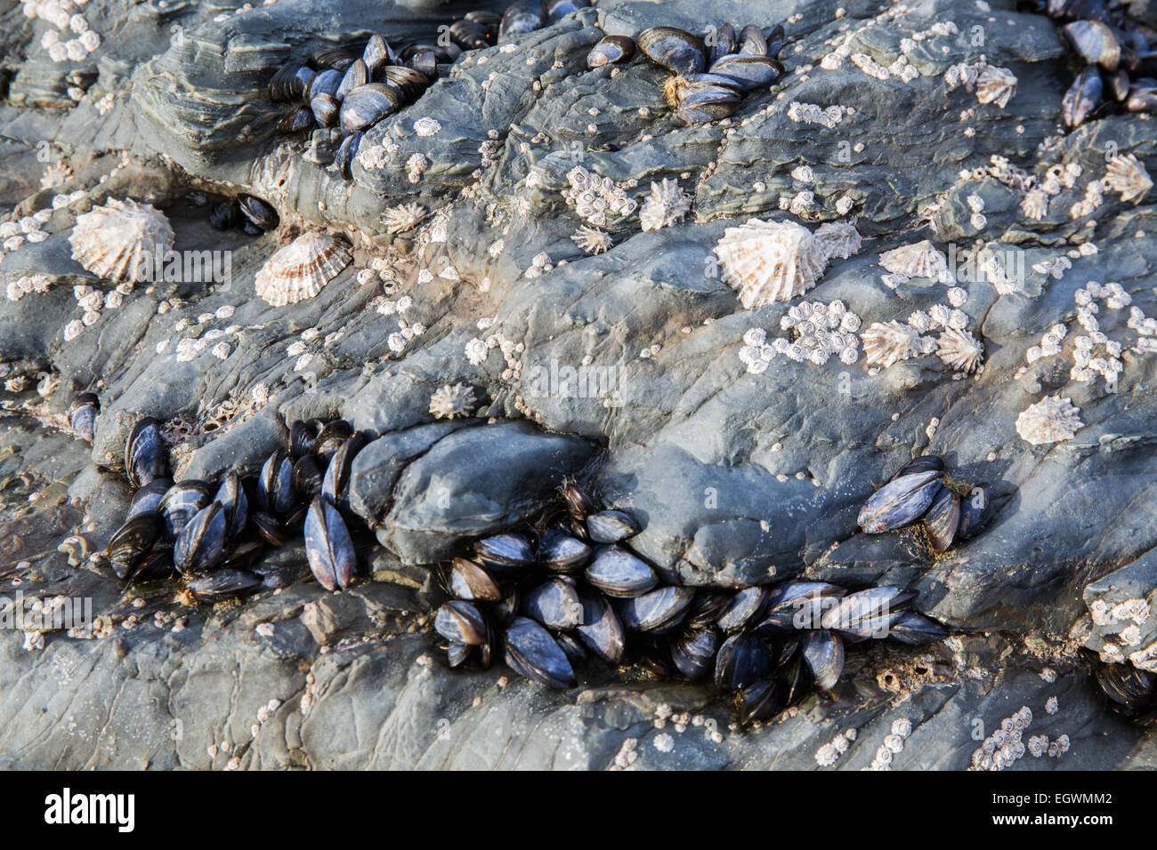Sea shells on the sea shore Stock Photo - Alamy
