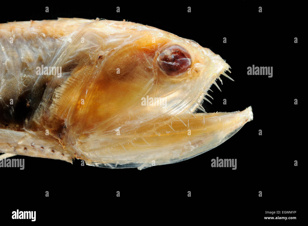 Bristlemouth High Resolution Stock Photography and Images - Alamy