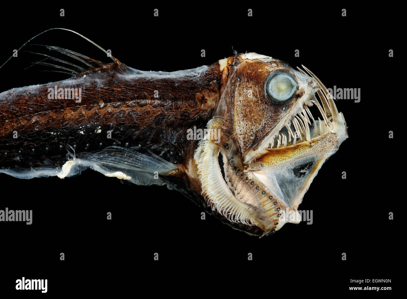 Deep Sea Specimen High Resolution Stock Photography and Images - Alamy