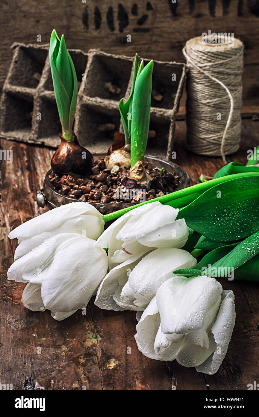 sprouted bulbs on white background fresh cut tulips Stock Photo - Alamy