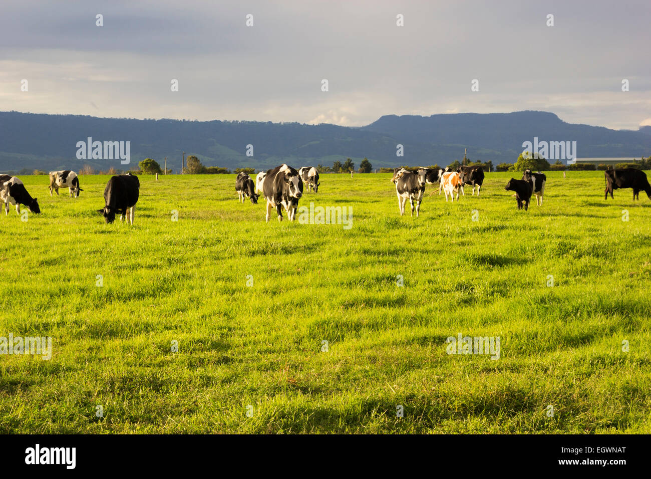 Cattle grazing in the open meadows in Australia Stock Photo - Alamy