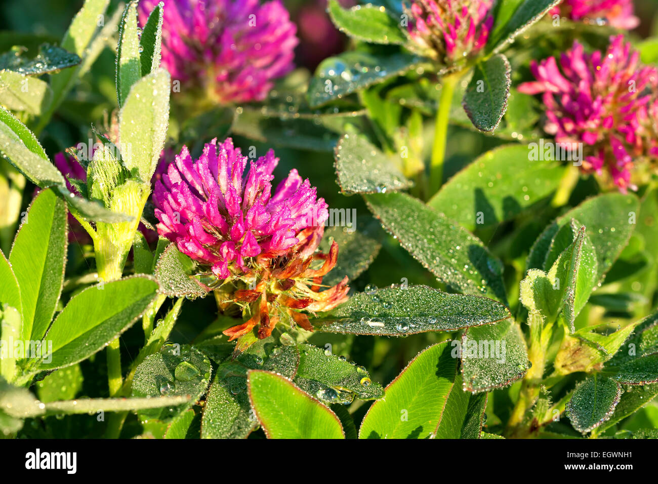 pink flowers of a clover on a meadow Stock Photo - Alamy